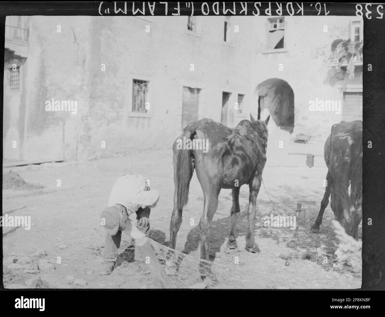 Sick horses hi-res stock photography and images - Alamy