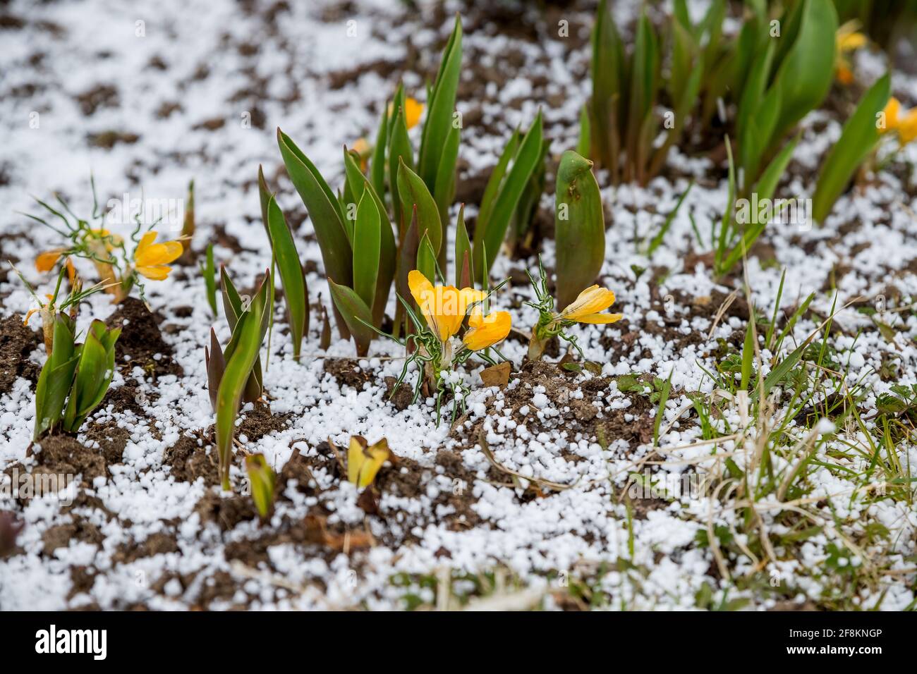 First spring crocus flower in water from melting snow Stock Photo - Alamy