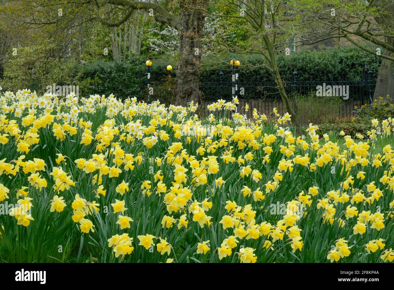 A display of spring daffodils in Sheffield's Botanic Gardens with ...