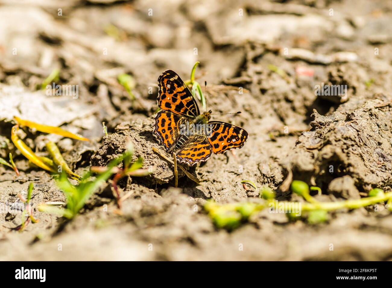 Orange-black, daytime butterfly Vanessa cardui, on a dirt road in the ...