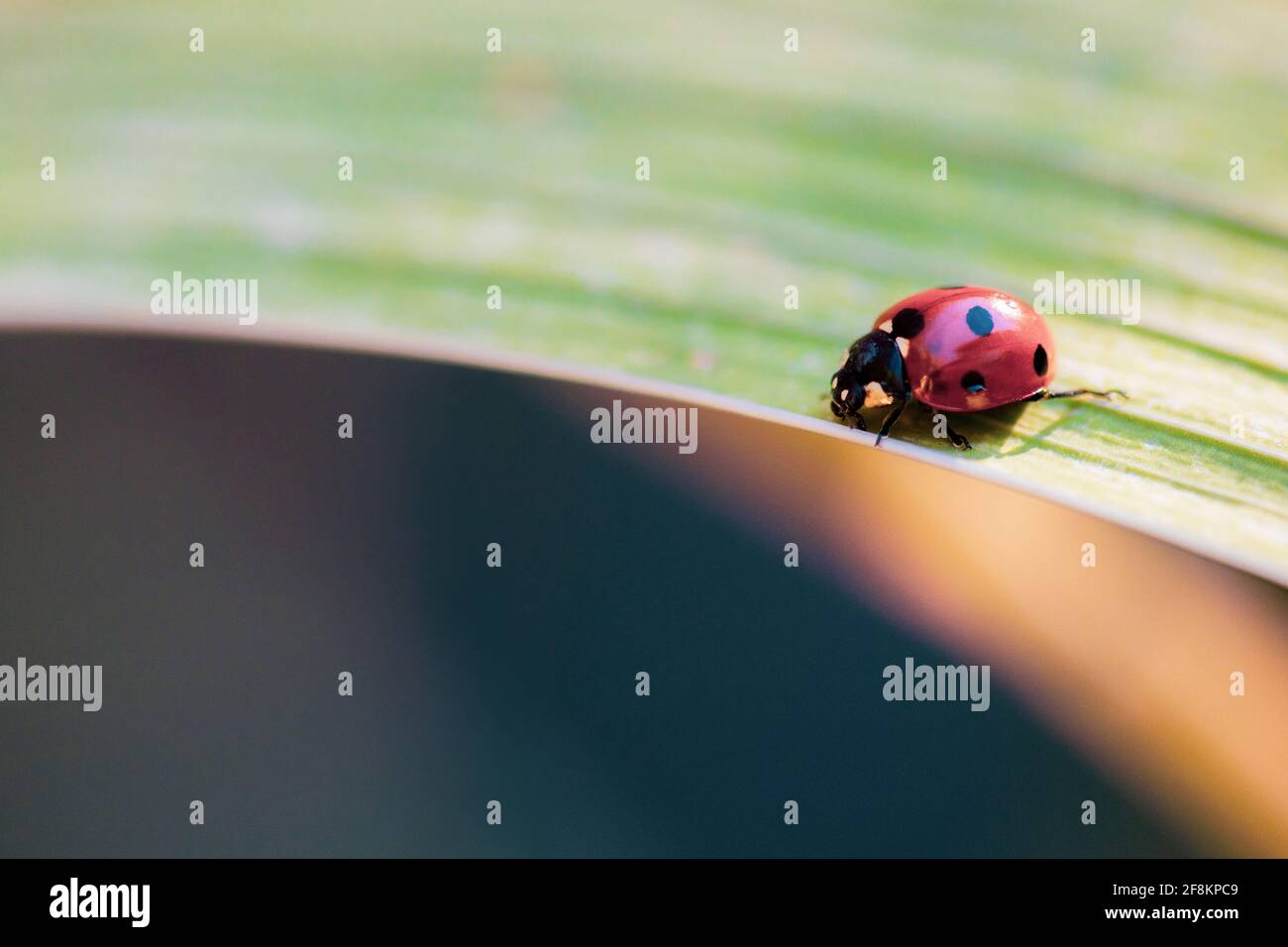 Ladybug on a leaf Stock Photo - Alamy
