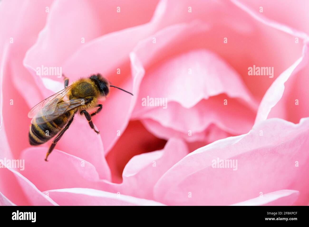 Macro bloomed soft pink rose Stock Photo - Alamy
