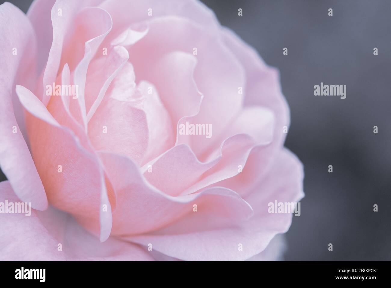 Macro bloomed soft pink rose Stock Photo - Alamy
