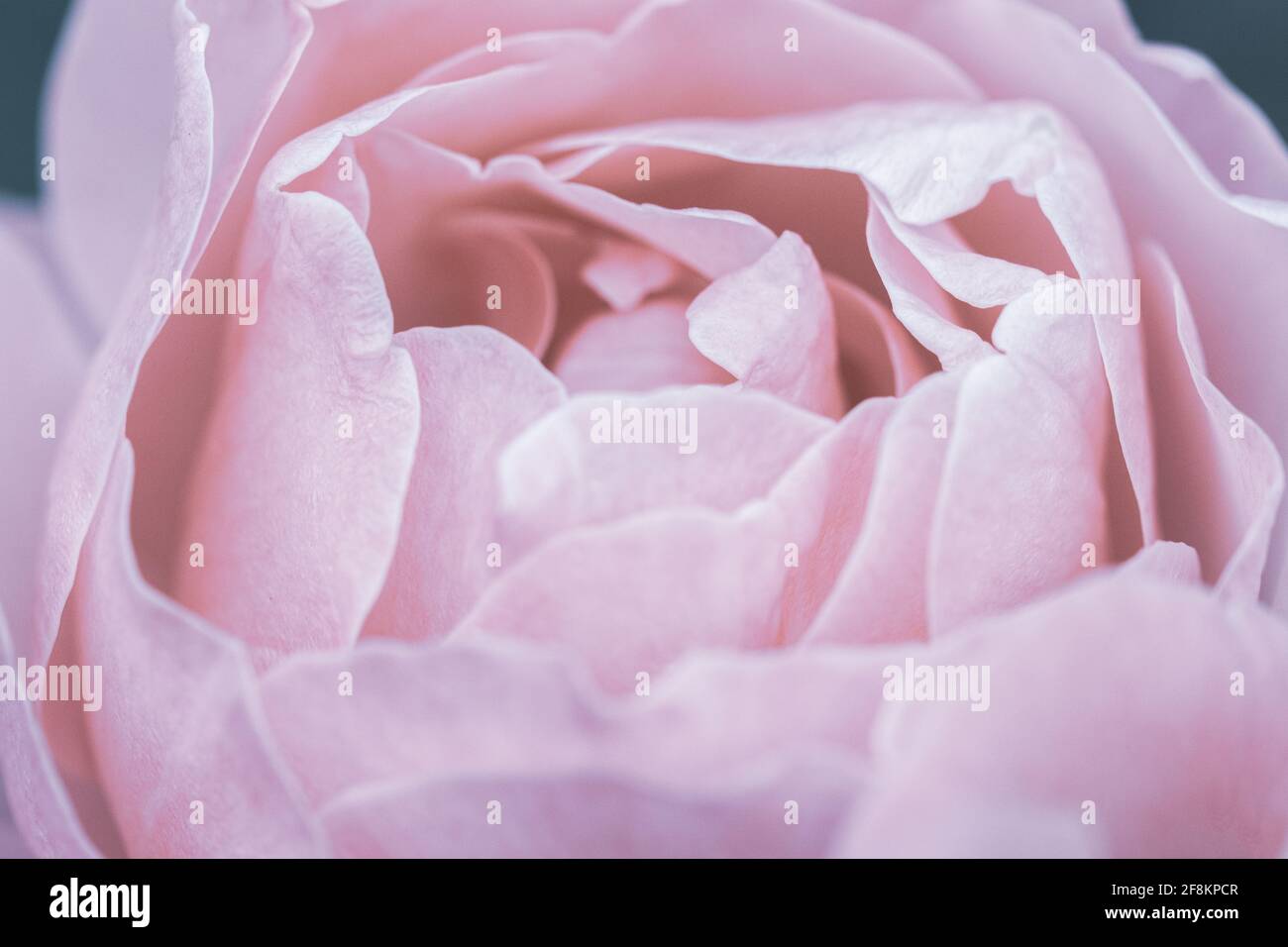 A beautiful rose bloomed hi-res stock photography and images - Alamy