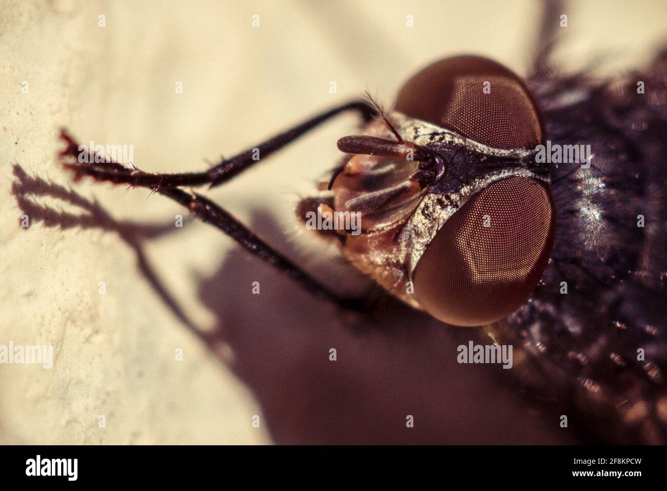 Macro fly eyes Stock Photo - Alamy