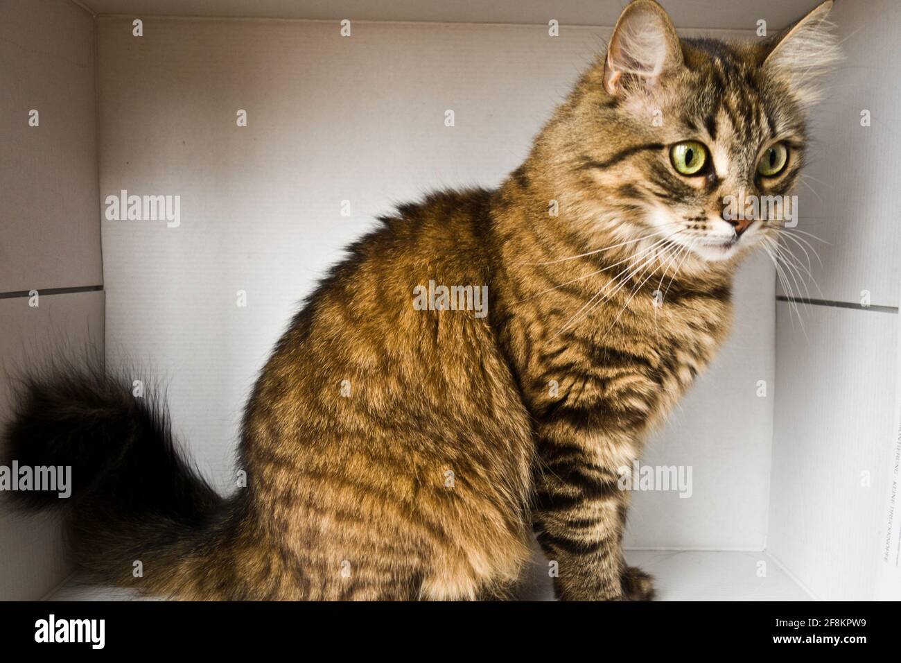 domestic cat inside a box Stock Photo - Alamy