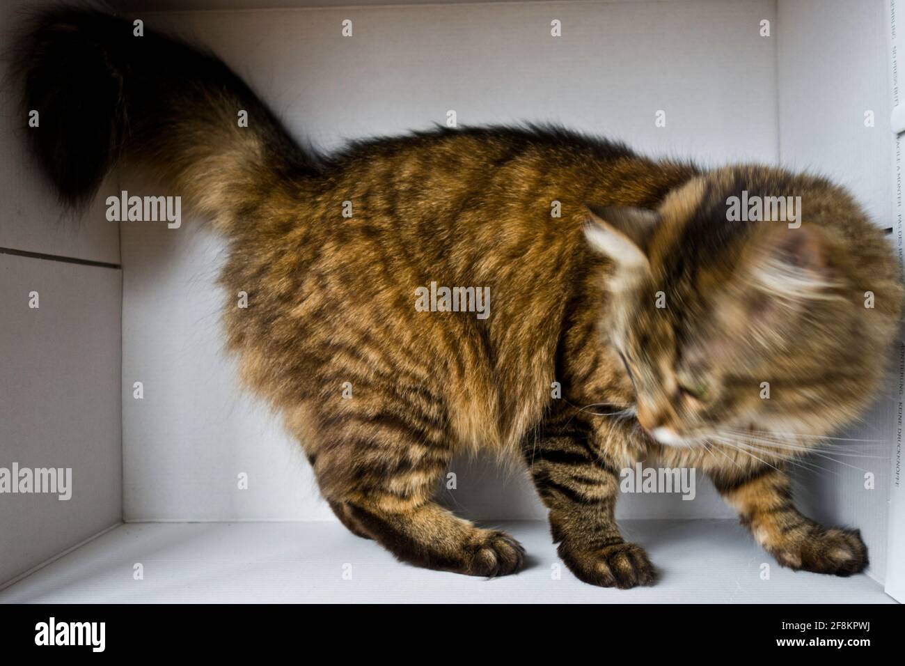 Cat into a box hi-res stock photography and images - Alamy