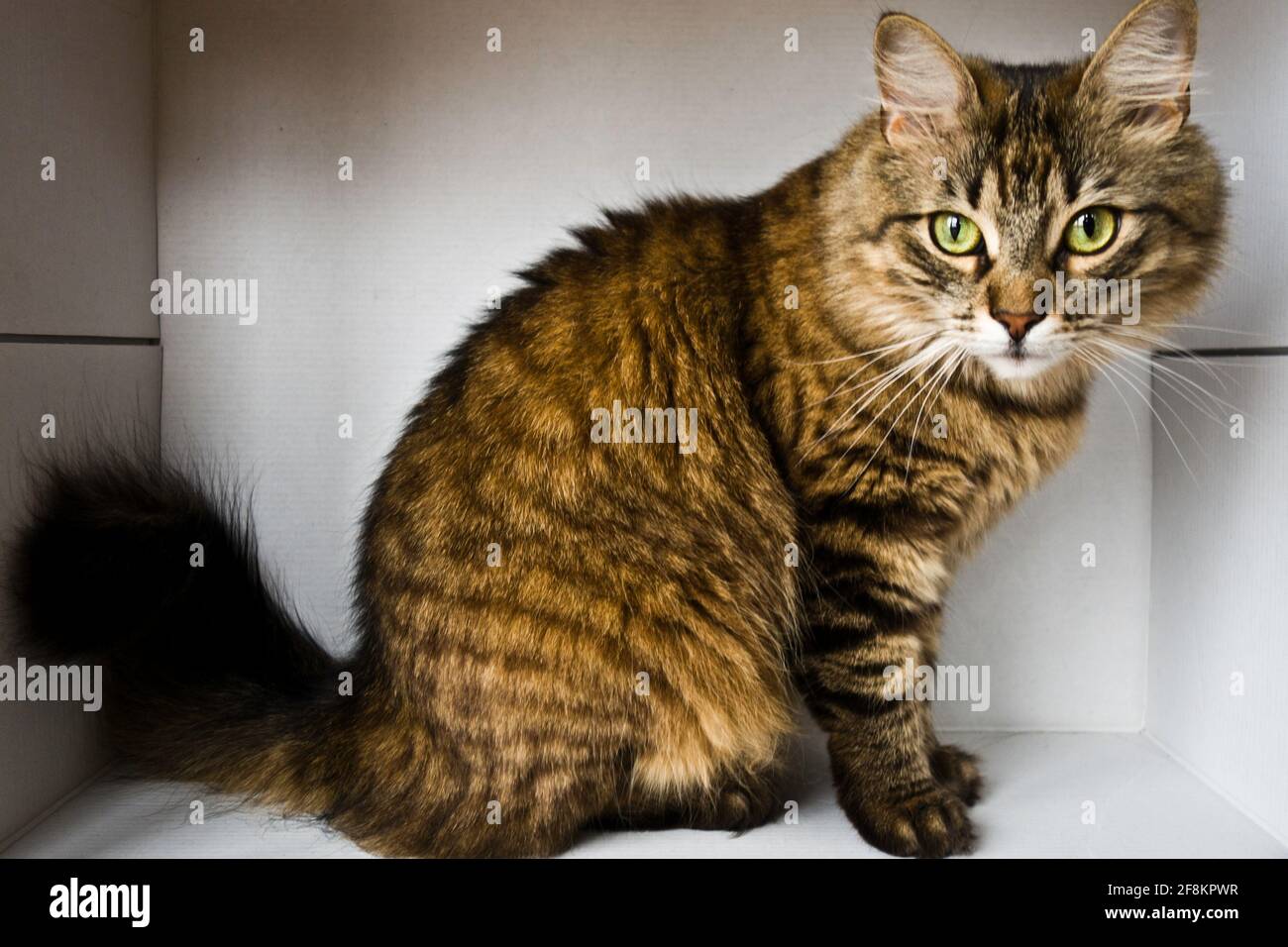 domestic cat inside a box Stock Photo - Alamy