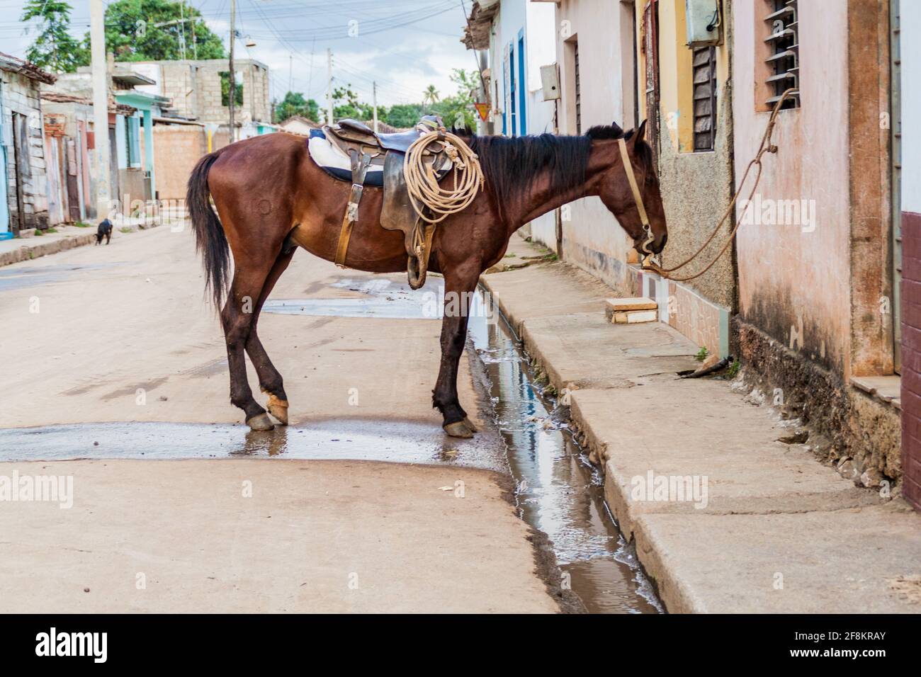 Old cuban horse hi-res stock photography and images - Alamy
