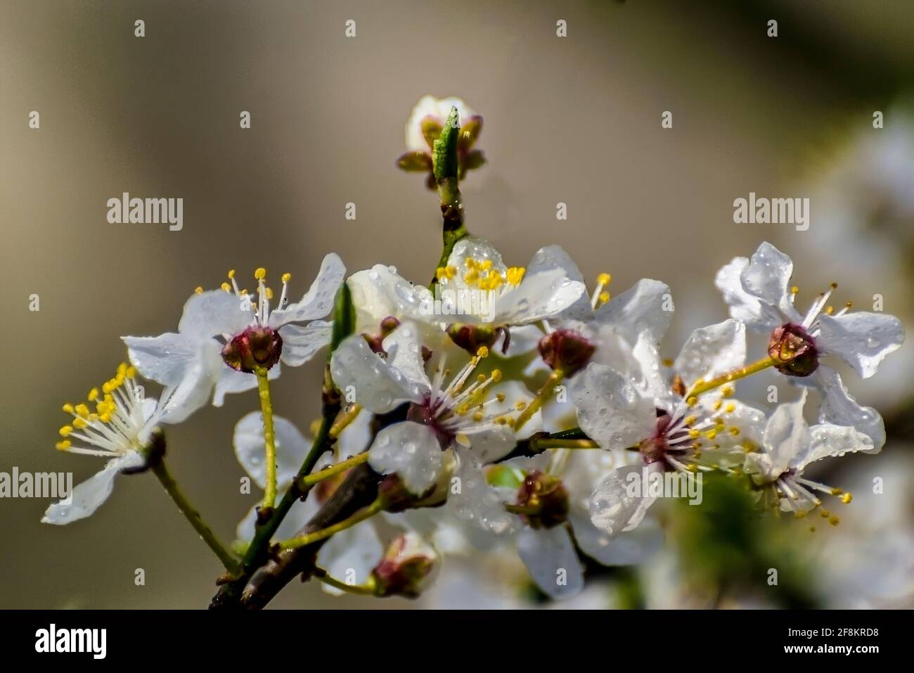 View of flowering fruit trees in spring Stock Photo - Alamy