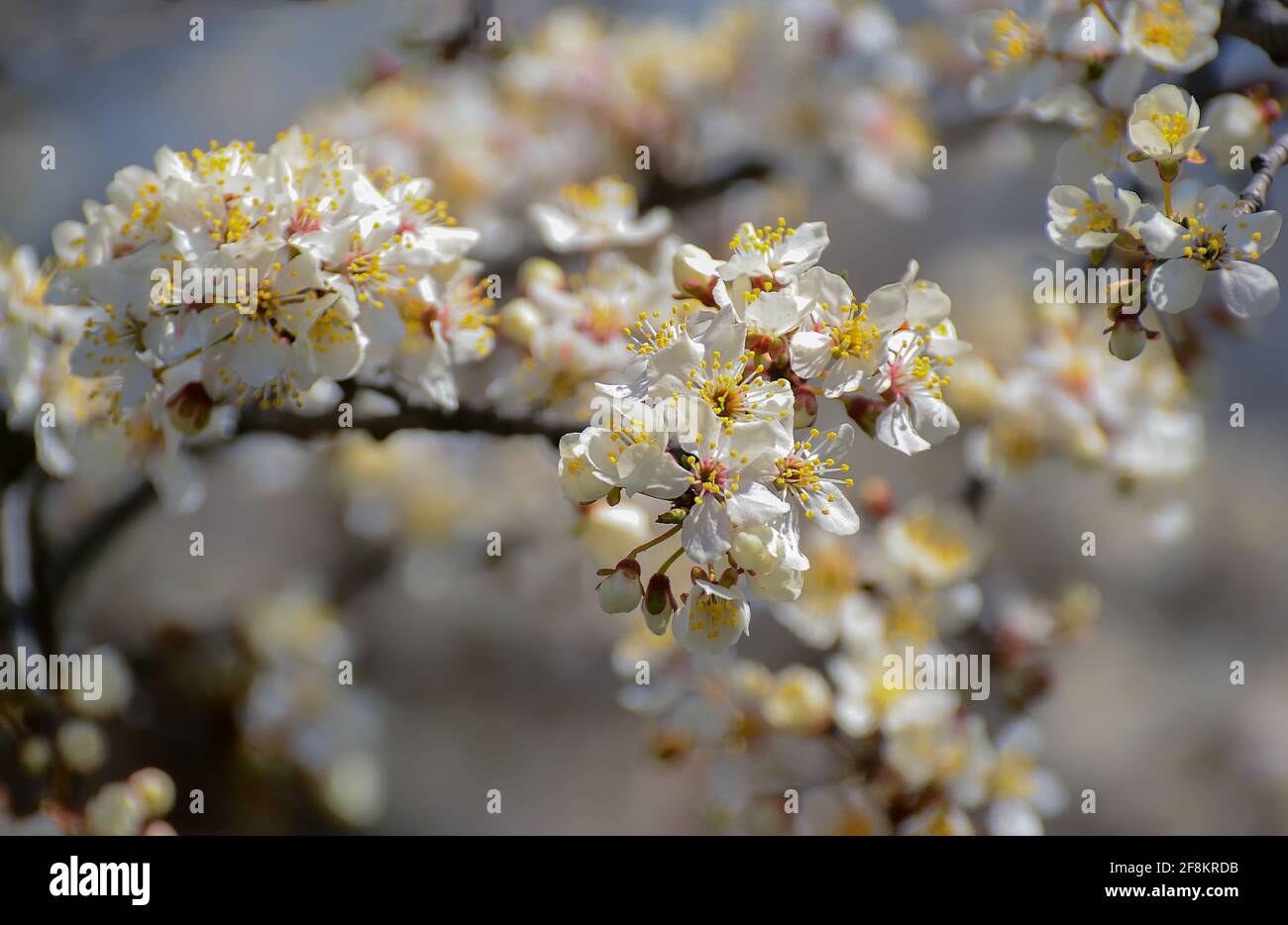 View of flowering fruit trees in spring Stock Photo - Alamy