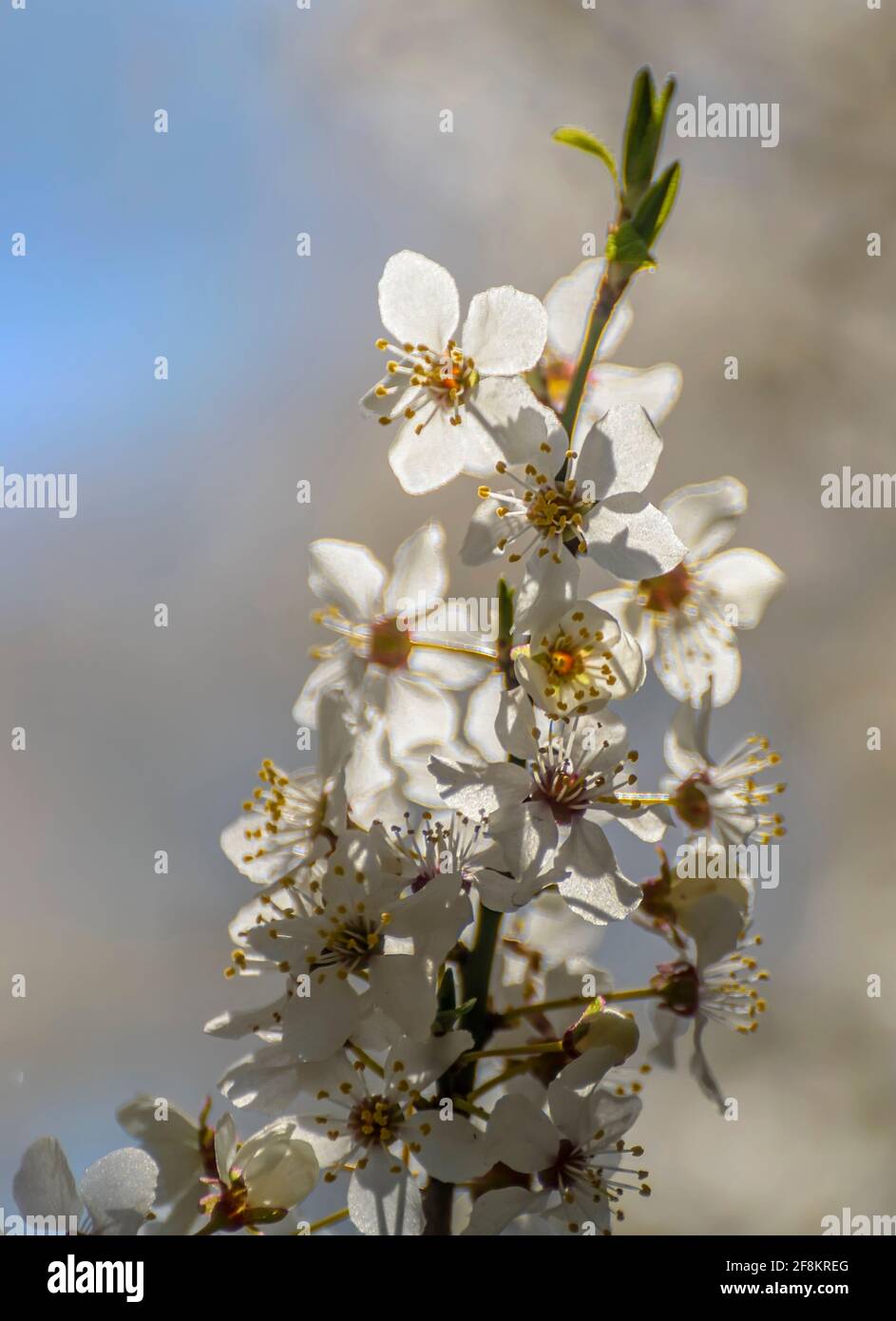 View of flowering fruit trees in spring Stock Photo - Alamy