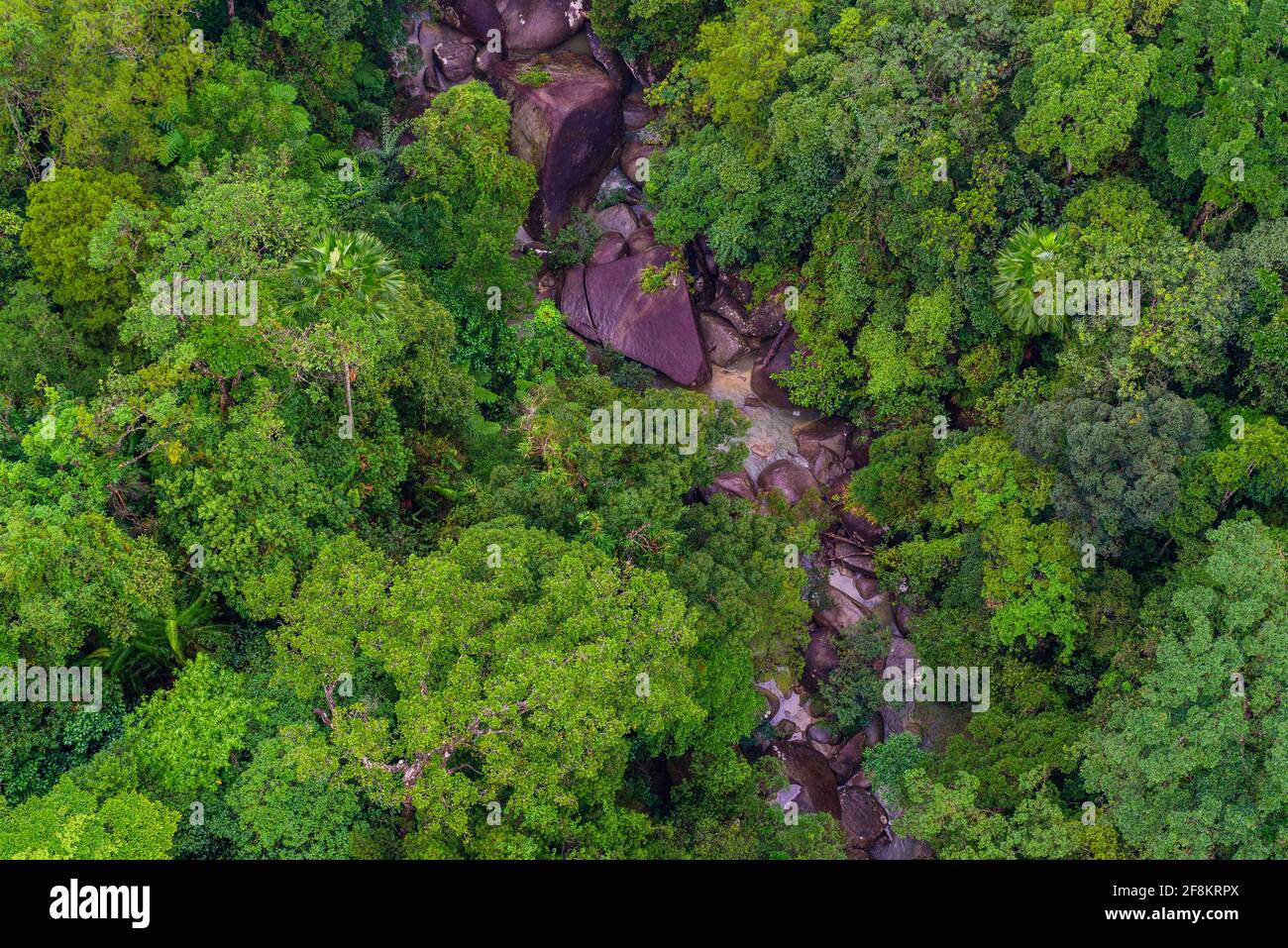 Aerial top view of tropical forest - beautiful tranquil scenery in ...