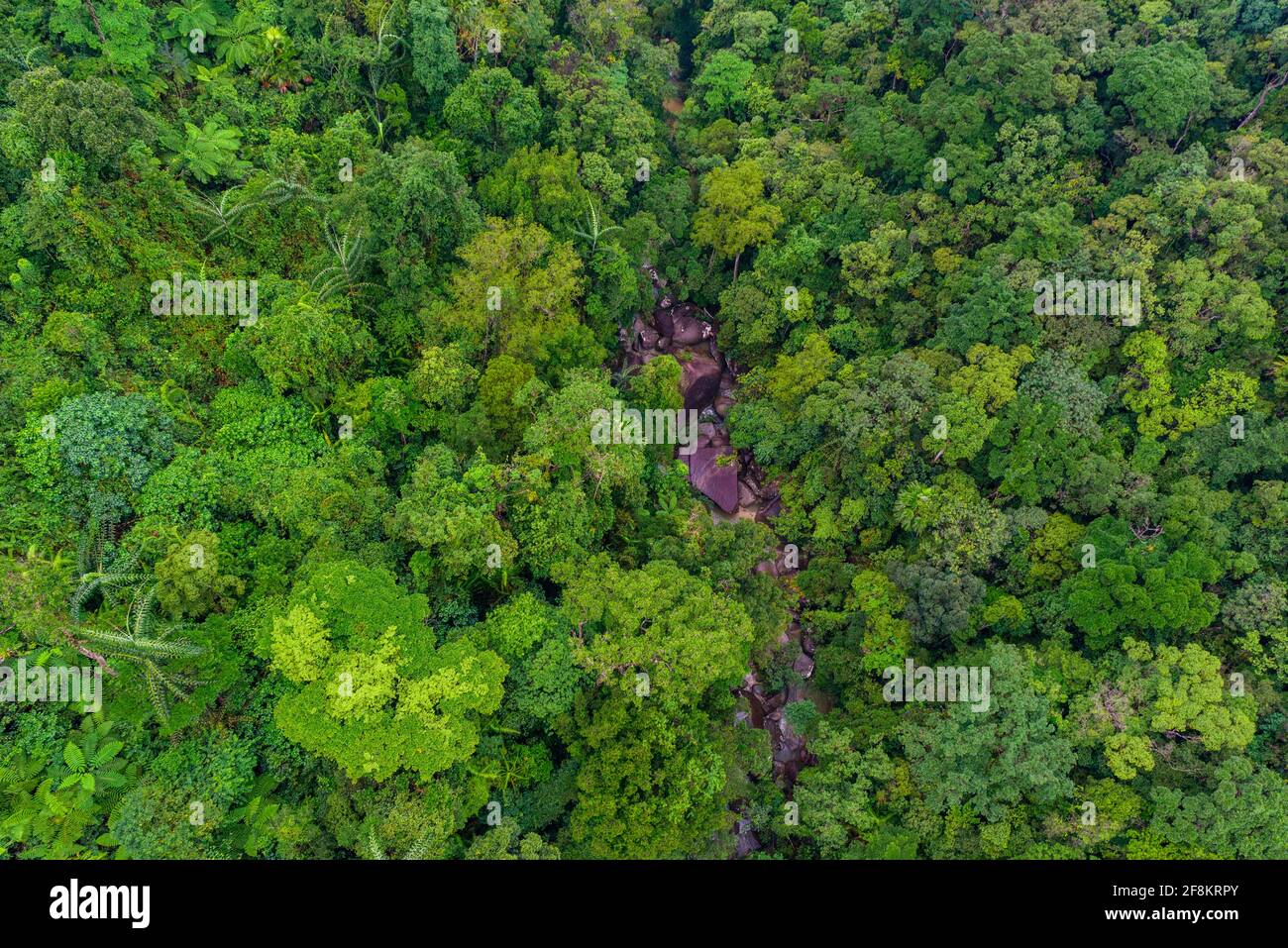 Aerial top view of tropical forest - beautiful tranquil scenery in ...