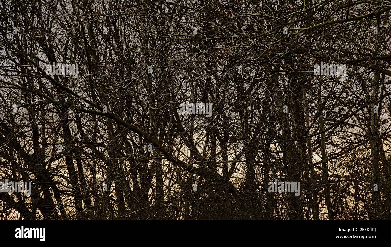 Background of silhouettes of ash tree trunks and branches in the forest ...