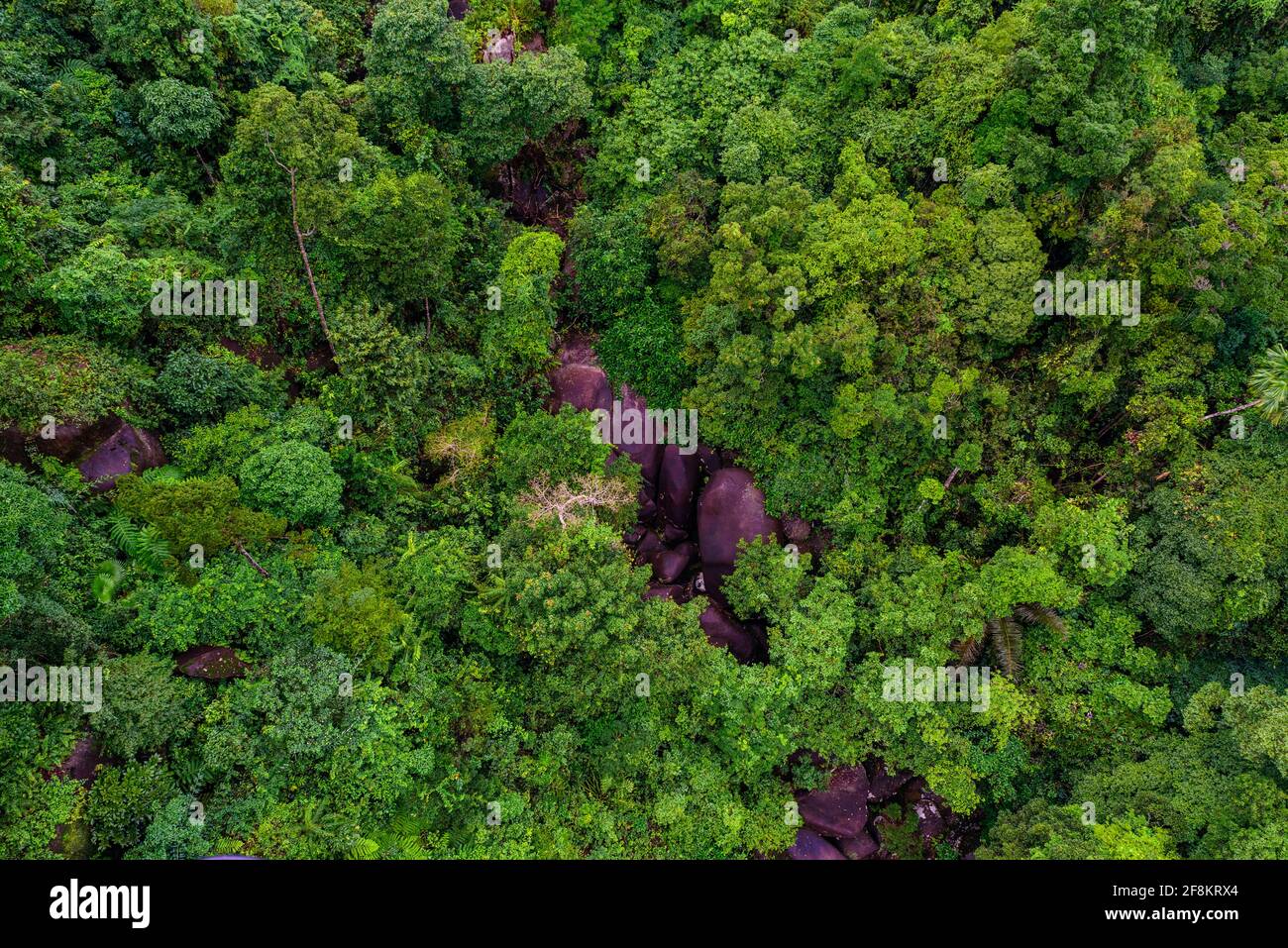 Aerial top view of tropical forest - beautiful tranquil scenery in ...