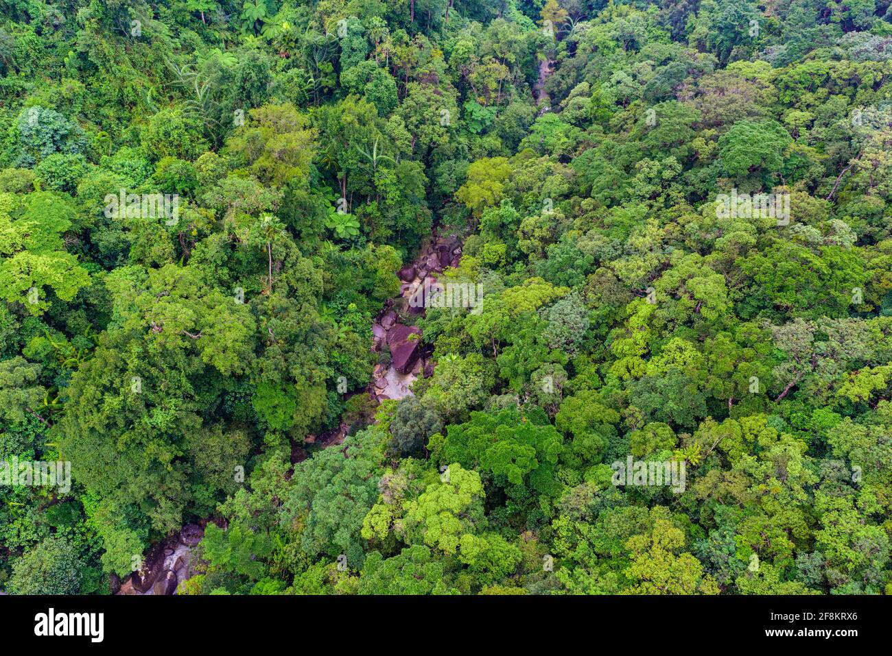 Aerial top view of tropical forest - beautiful tranquil scenery in ...