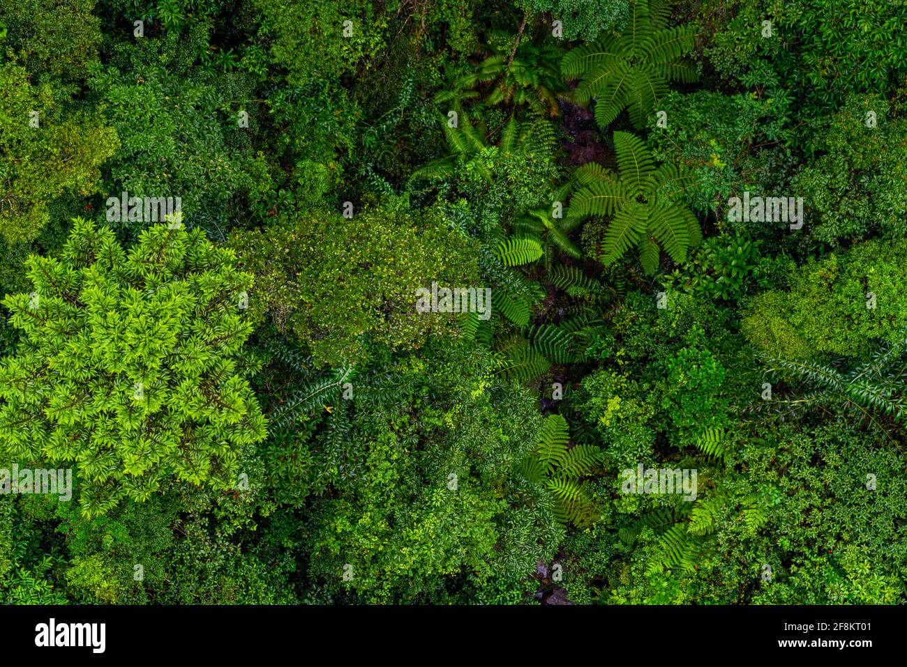 Aerial top view of tropical forest - beautiful tranquil scenery in ...