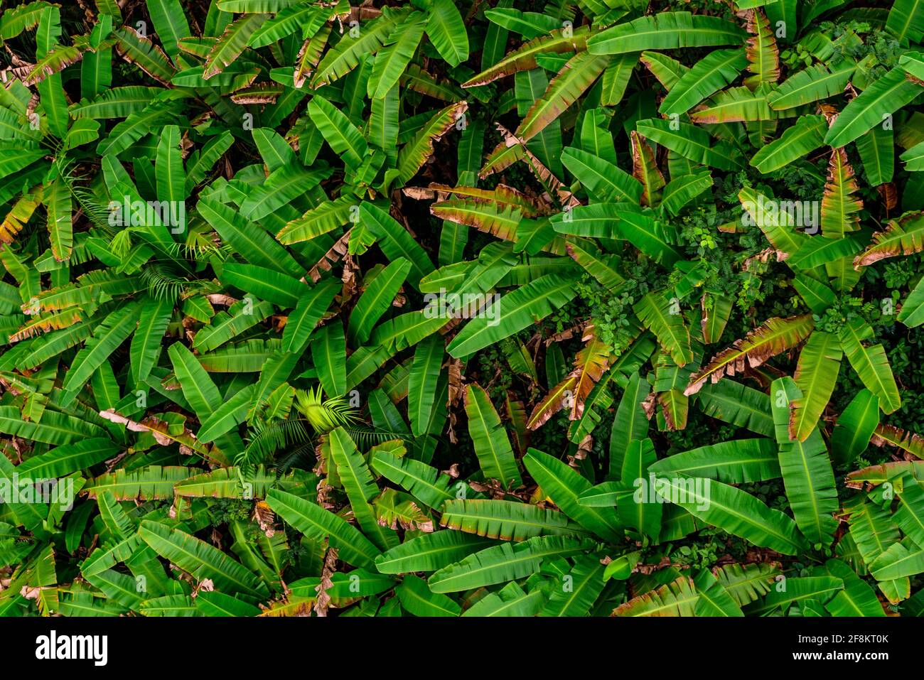 Aerial top view of banana plantation in tropical forest Stock Photo - Alamy