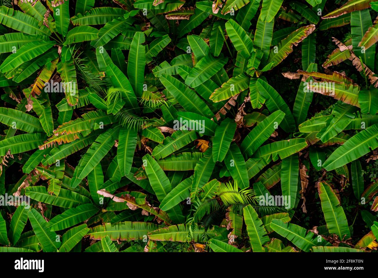 Aerial top view of banana plantation in tropical forest Stock Photo - Alamy