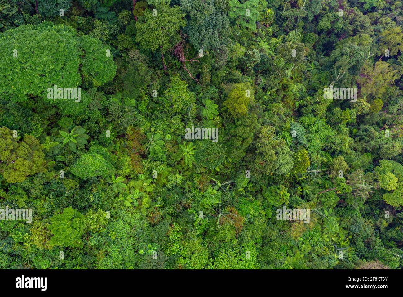 Aerial top view of tropical forest - beautiful tranquil scenery in ...