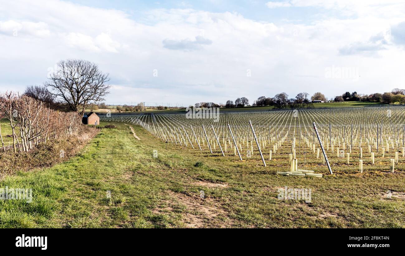 Grape Vineyard Uk Sussex High Resolution Stock Photography and Images ...
