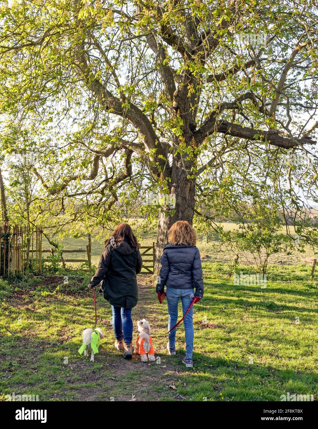 Women with small dogs hi-res stock photography and images - Alamy