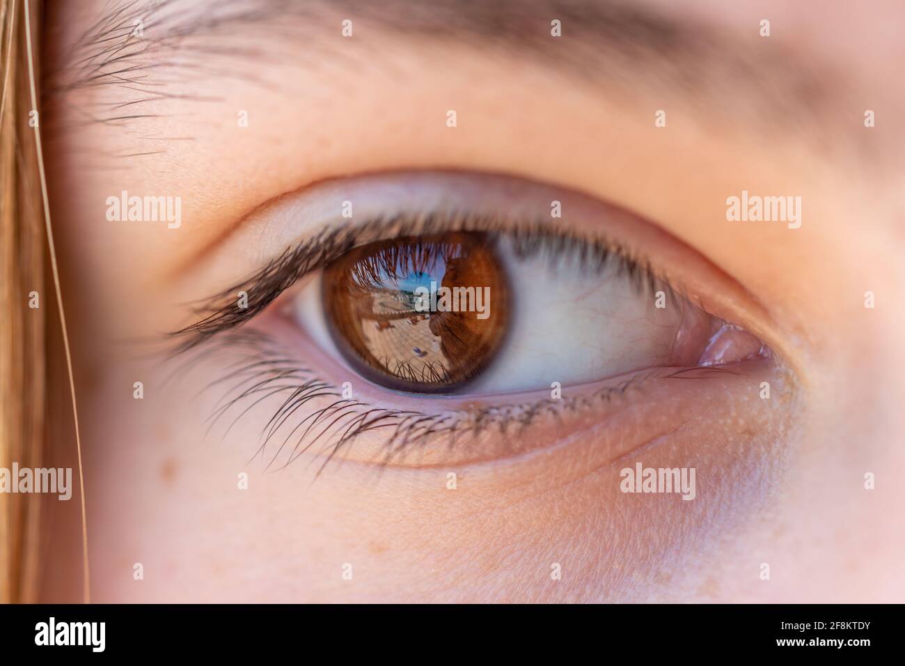 Detail of a girl's brown eye with reflection, eyelashes, eyebrow and ...