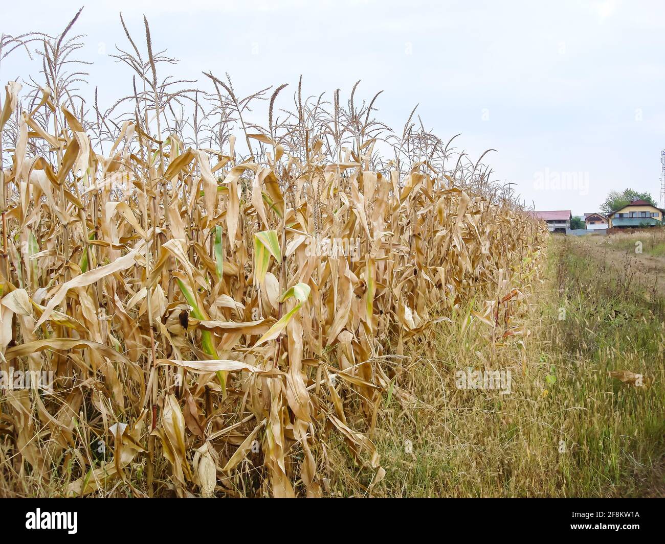 Dry corn field, dry corn stalks, end of season Stock Photo - Alamy