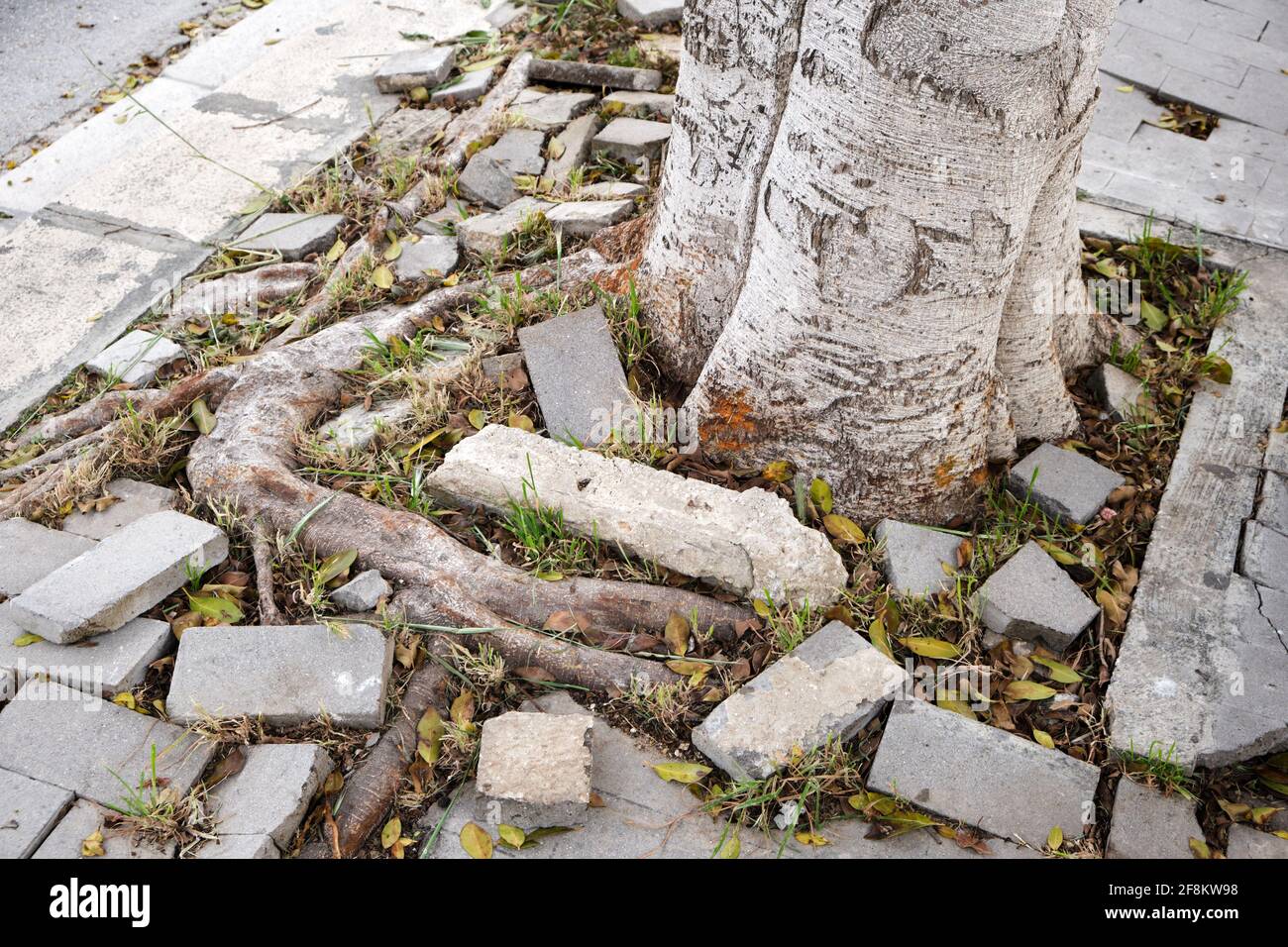 Neglected and unmaintained pavement crumbling because a tree has grown ...