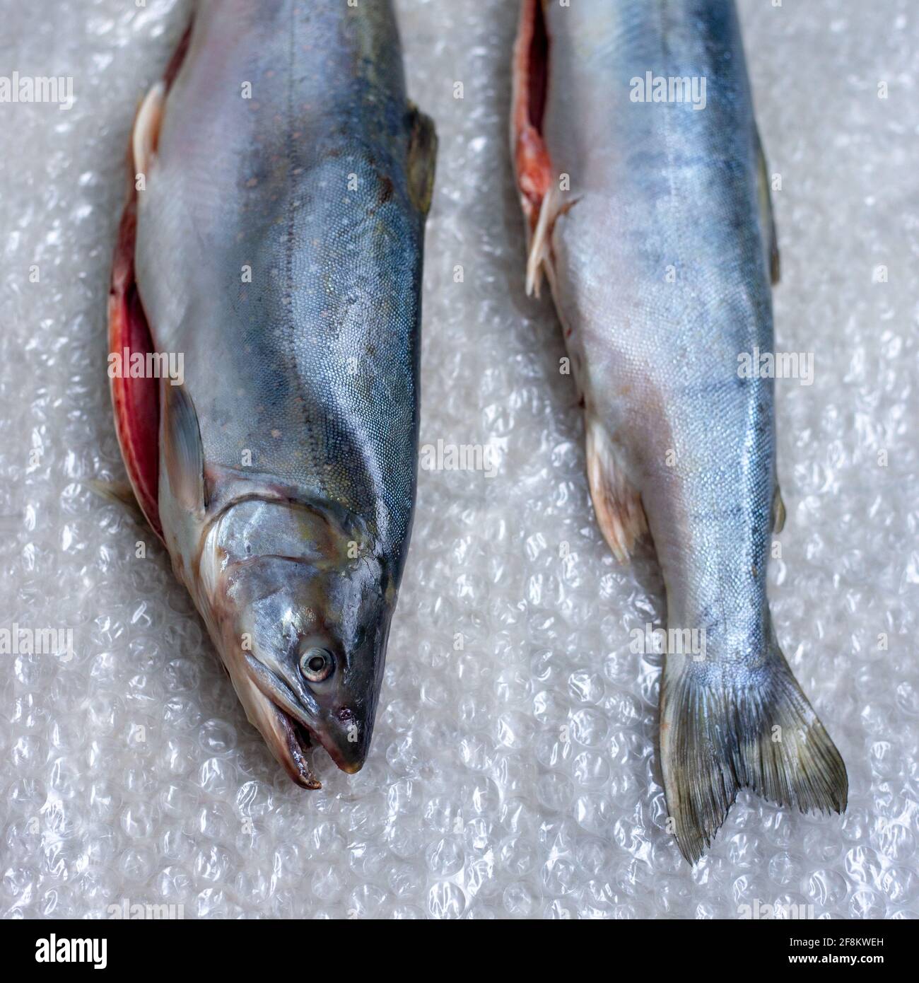 Two dead fish on plastic wrap. A fish dish Stock Photo - Alamy
