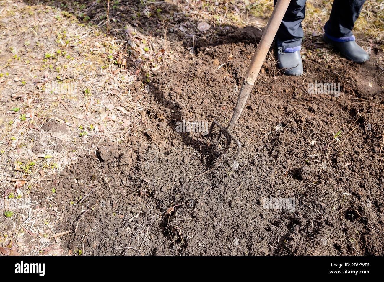 Digging Spring Soil With Spading fork Close up of digging spring soil ...