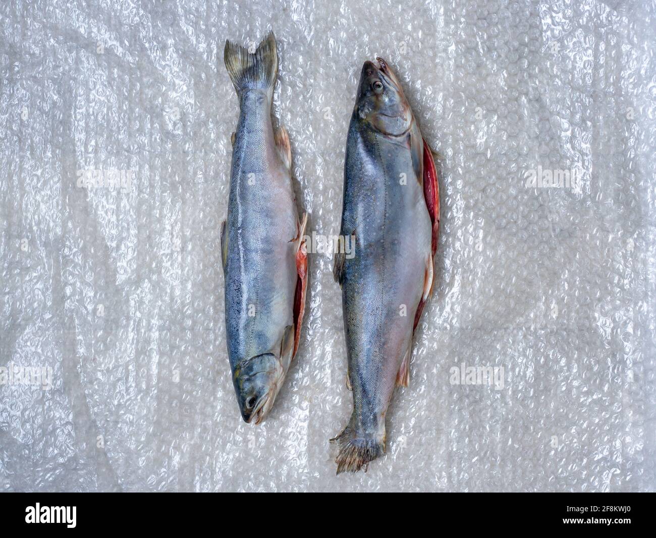Animal death plastic bag hi-res stock photography and images - Alamy