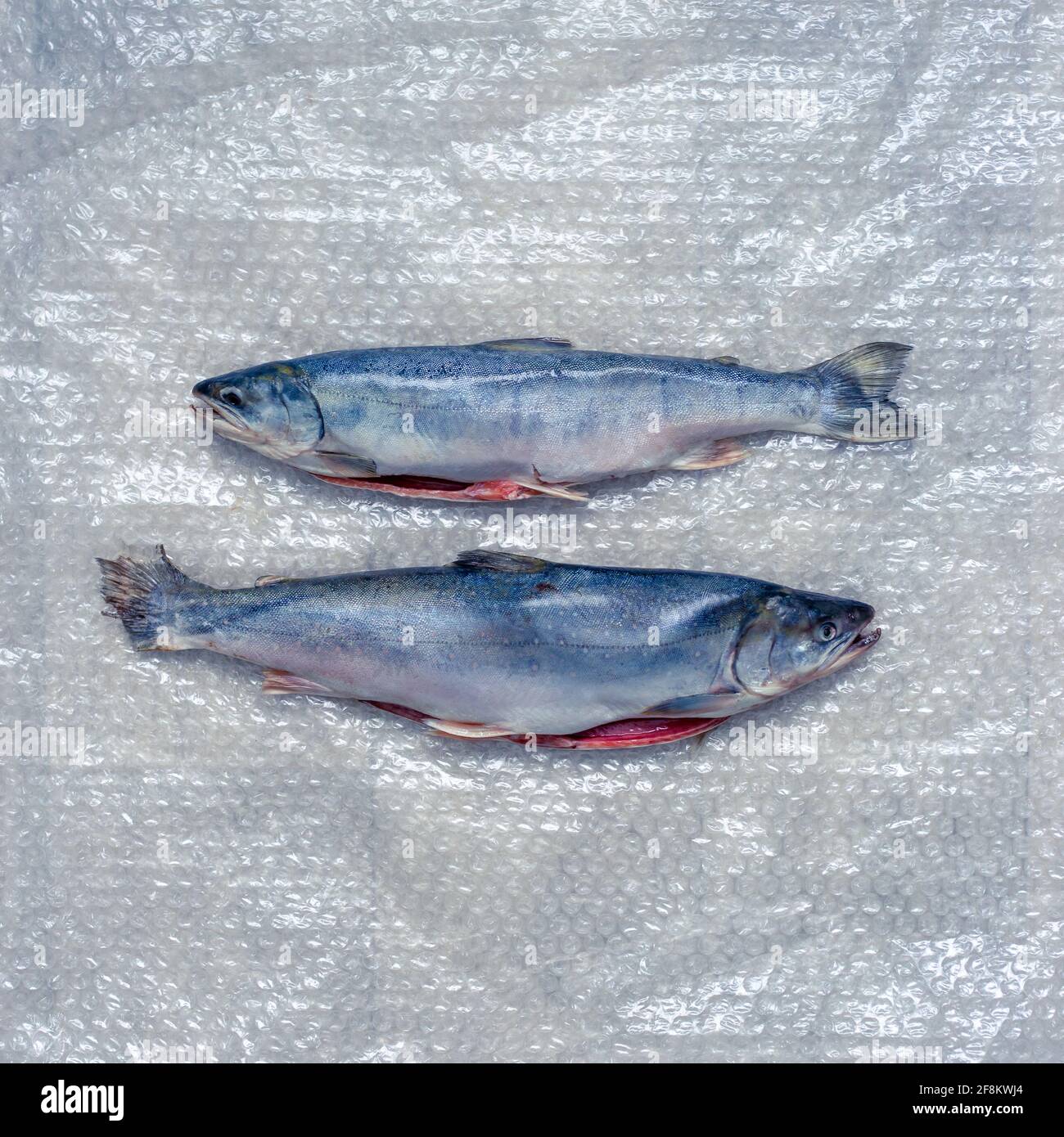 Dead White And Blue Fish