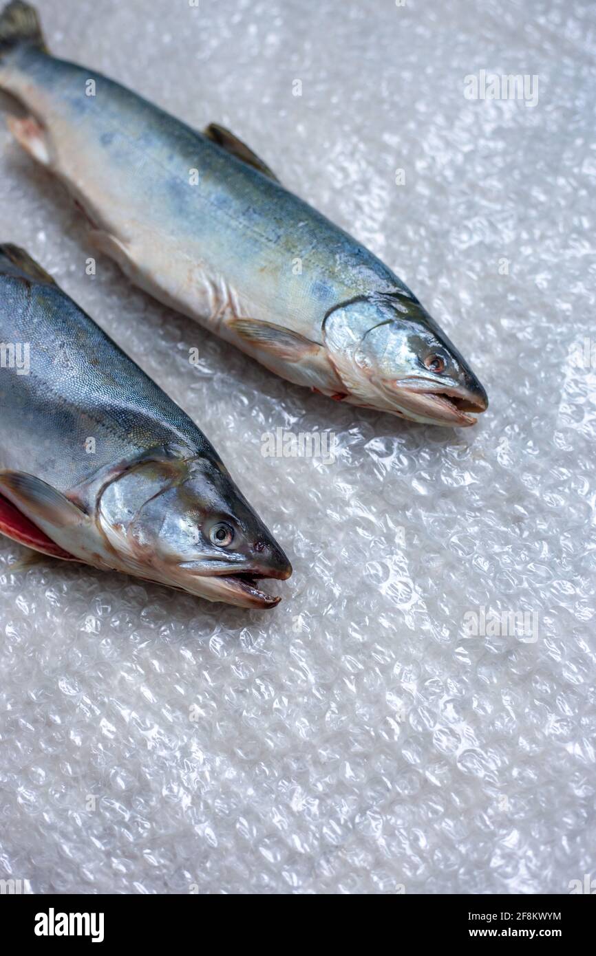 Two dead fish on plastic wrap. A fish dish Stock Photo - Alamy