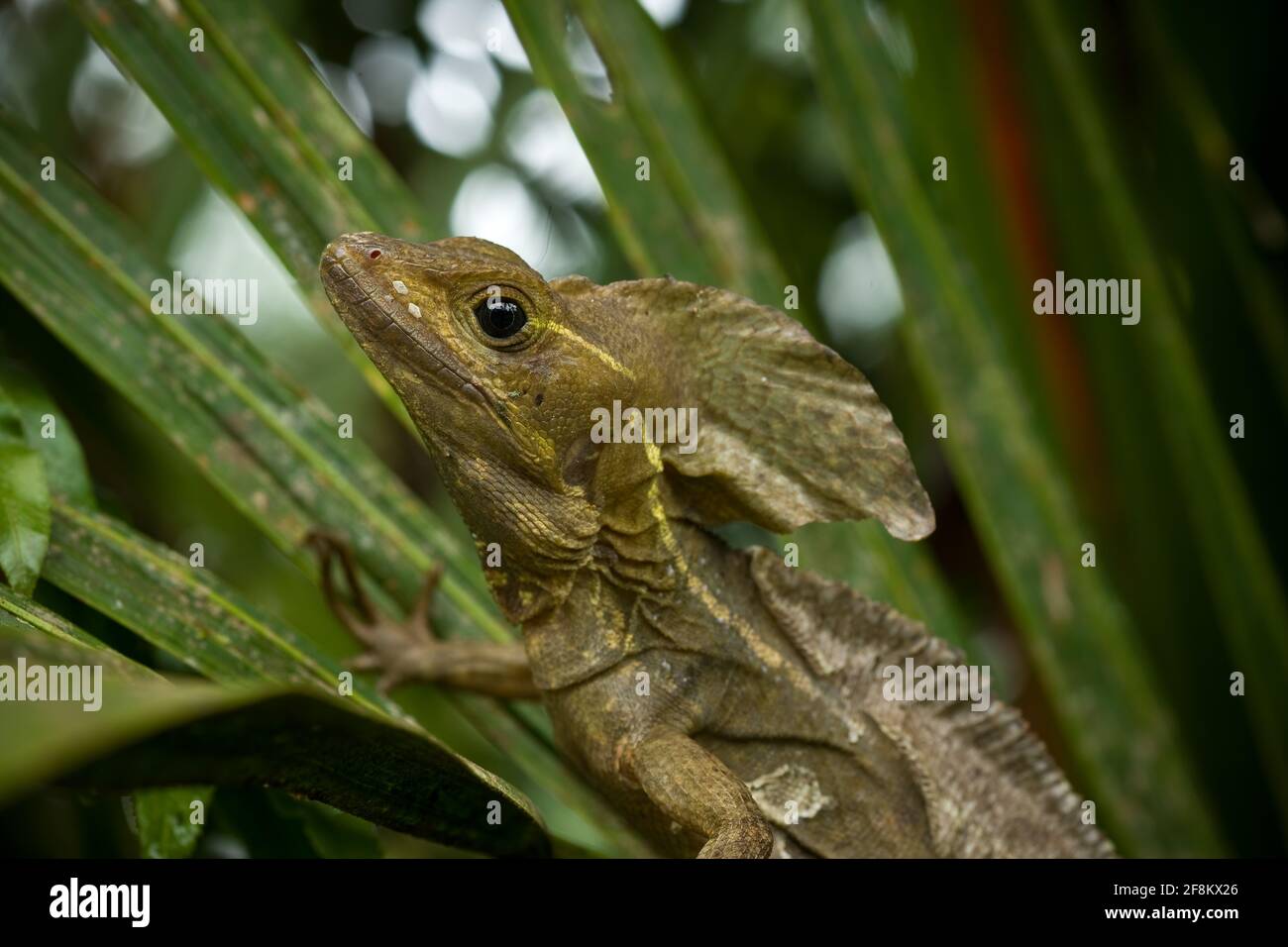 A male Brown Basilisk, Basiliscus vittatus, perched on a plant in the ...