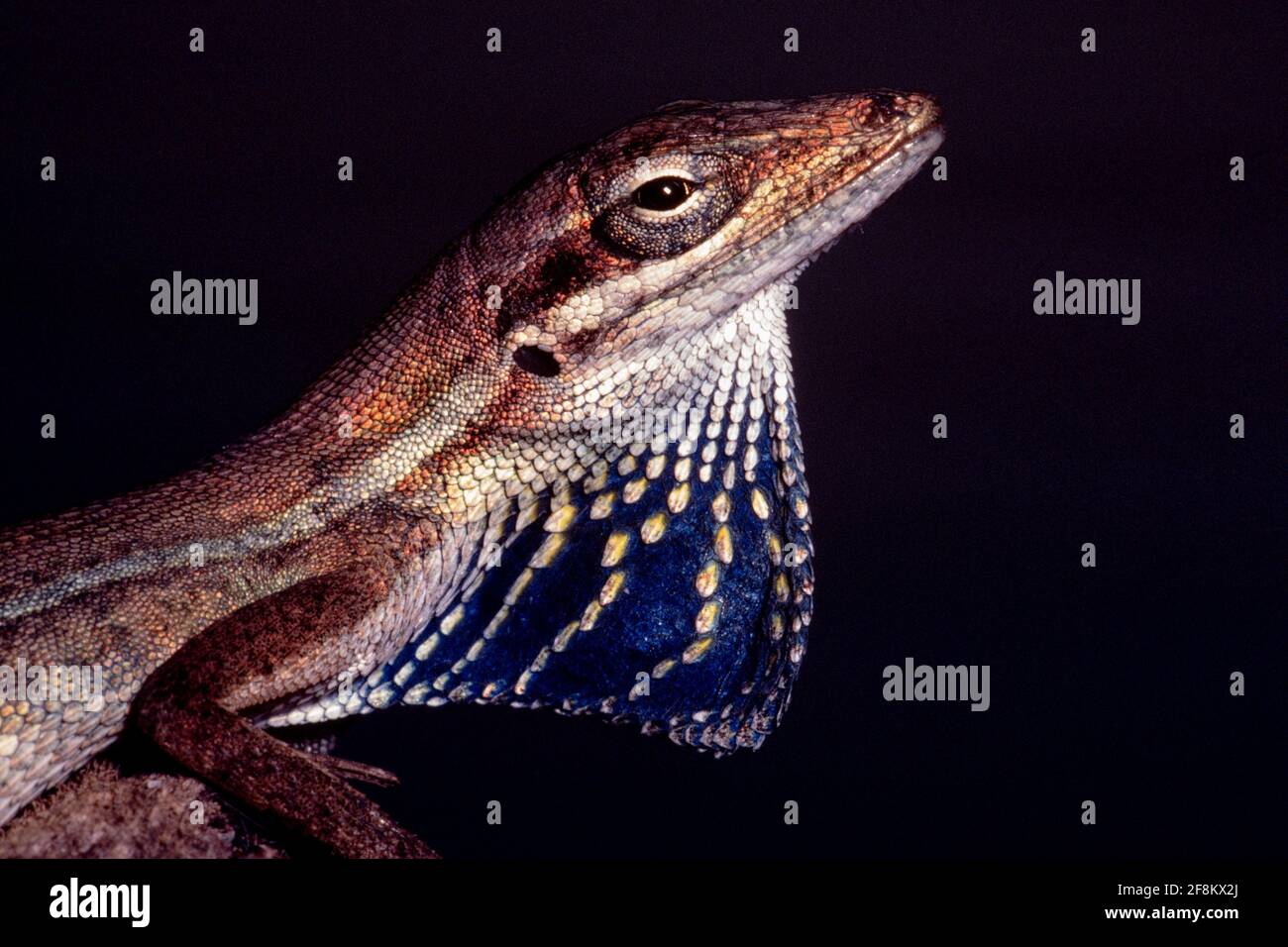 Grass anole anolis auratus hi-res stock photography and images - Alamy