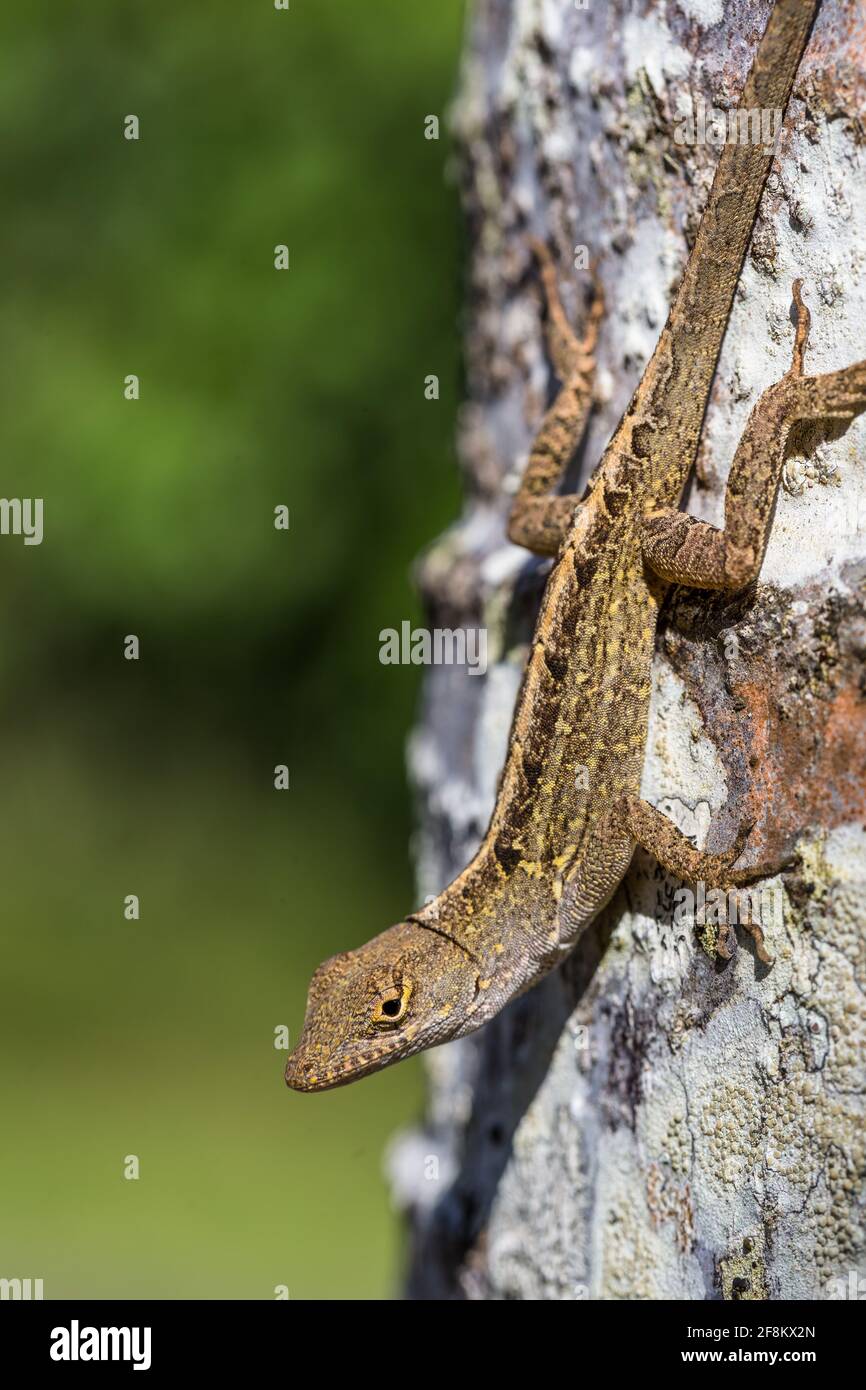 The Brown Anole, Anolis sagrei, also known as the Bahaman Anole on ...