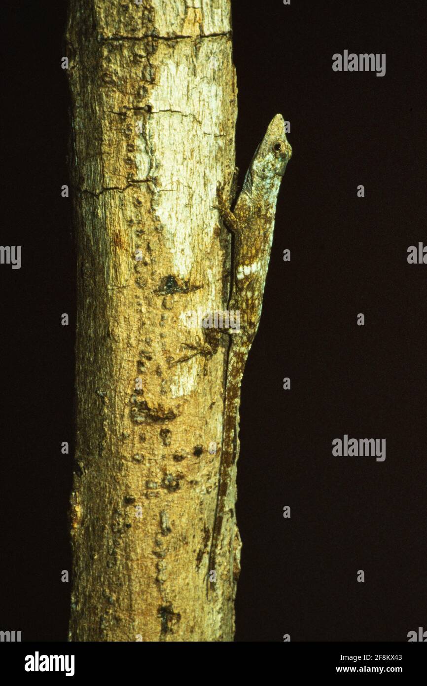 A Lichen Anole, Anolis pentaprion, on a tree trunk in the rainforest of ...