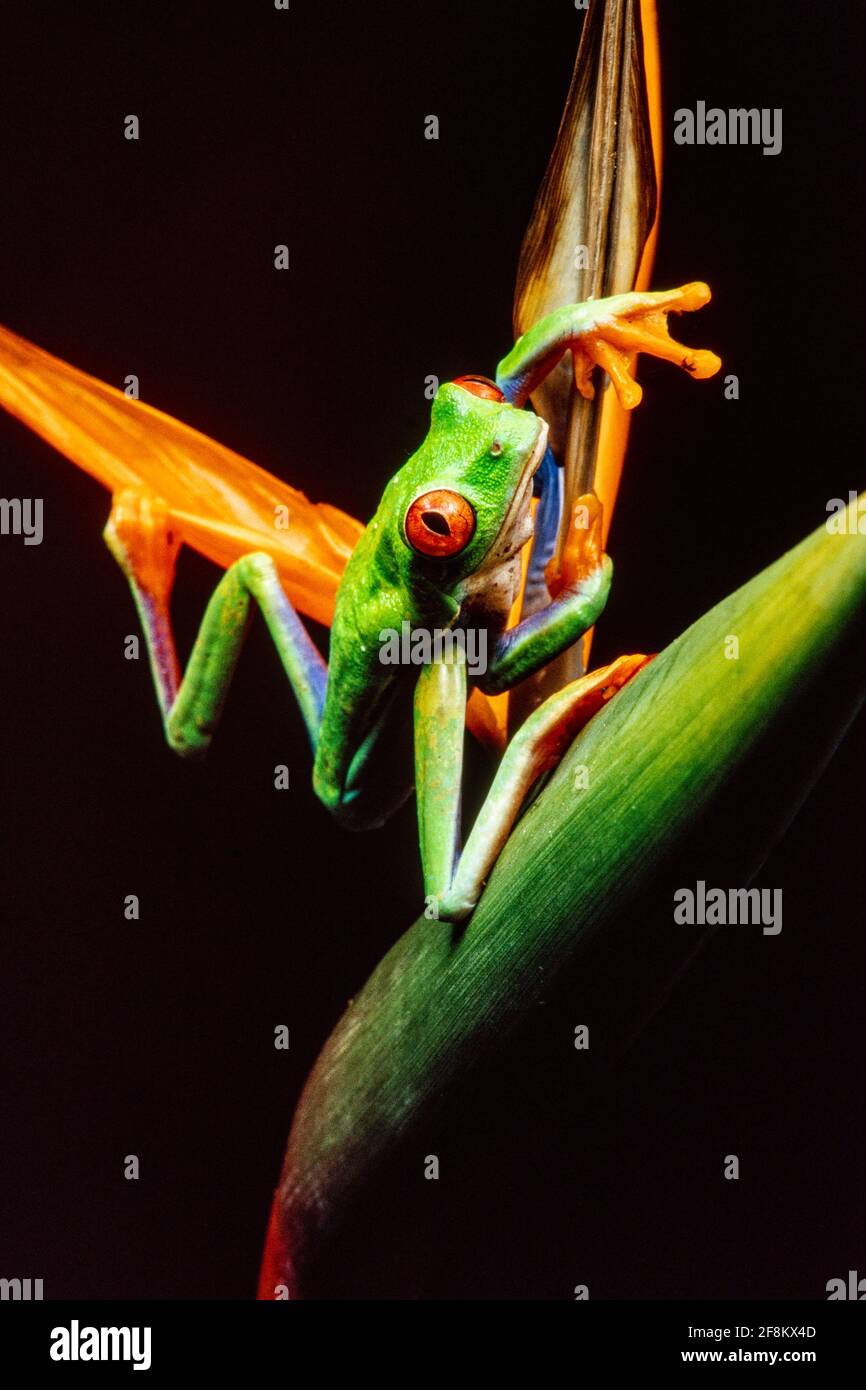 A Red-eyed Leaf Frog, Agalychnis callidryas, climbing on a Bird of ...