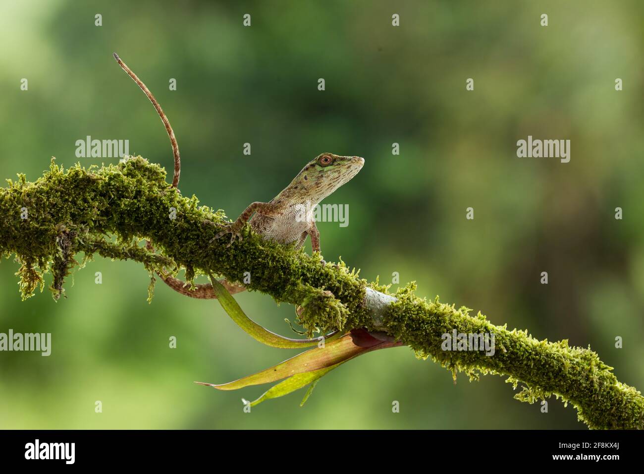 A female Green Tree Anole, or Neoptropical Green Anole, Anolis ...