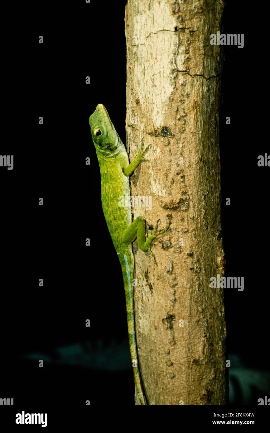 A male Green Tree Anole, or Neoptropical Green Anole, Anolis biporcatus ...