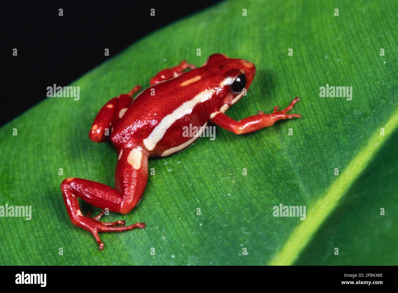 Aka phantasmal poison arrow frog hi-res stock photography and images ...