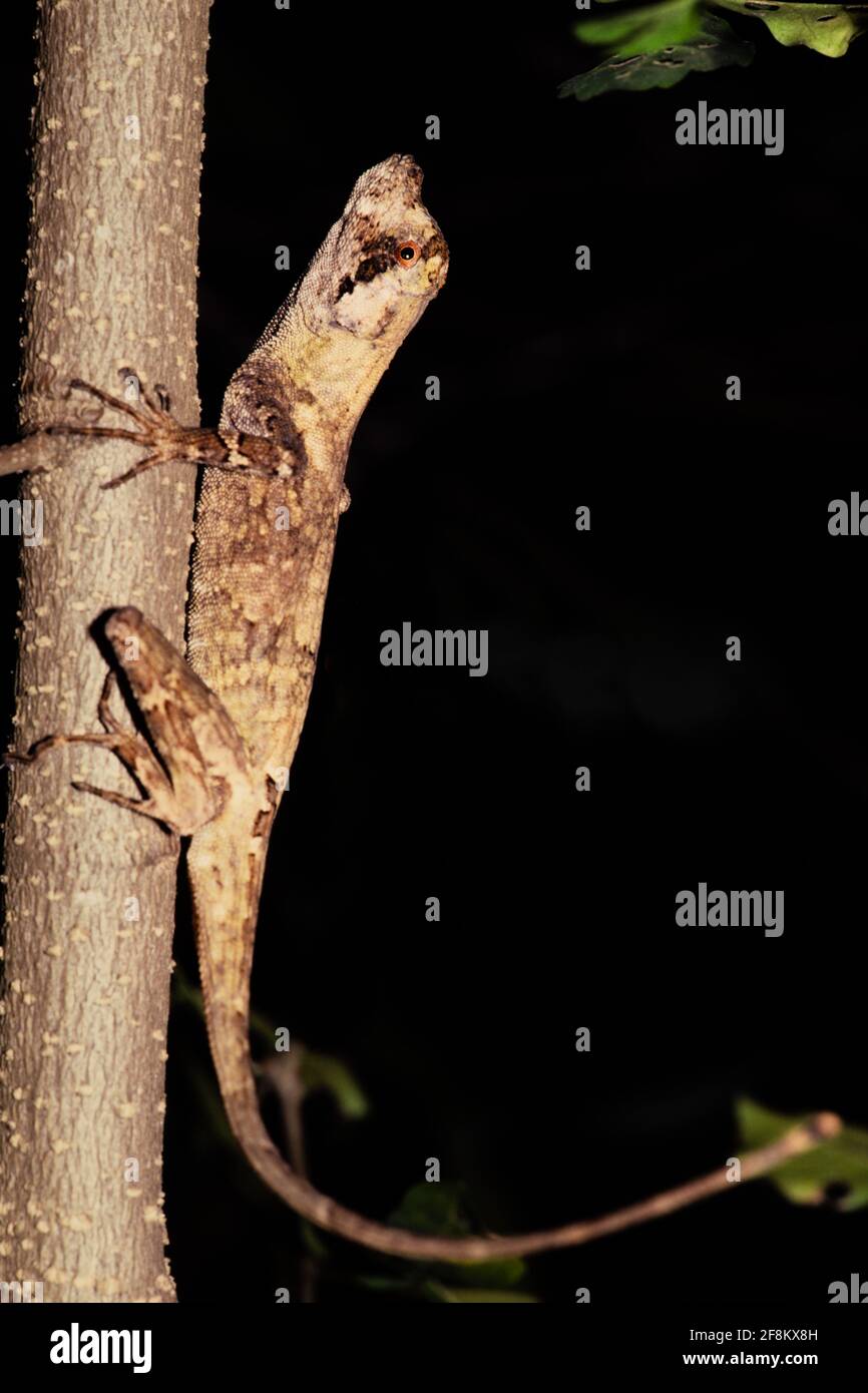 A Big-headed Anole, Anolis capito, on a tree trunk in the rainforest in ...
