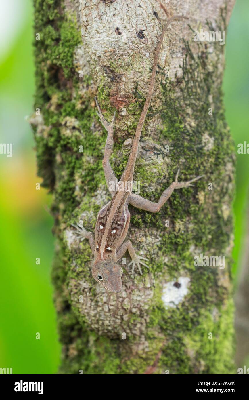 Family tree in vertical format hi-res stock photography and images - Alamy