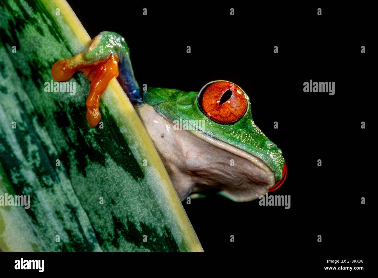 Frog sleeping on a leaf hi-res stock photography and images - Alamy