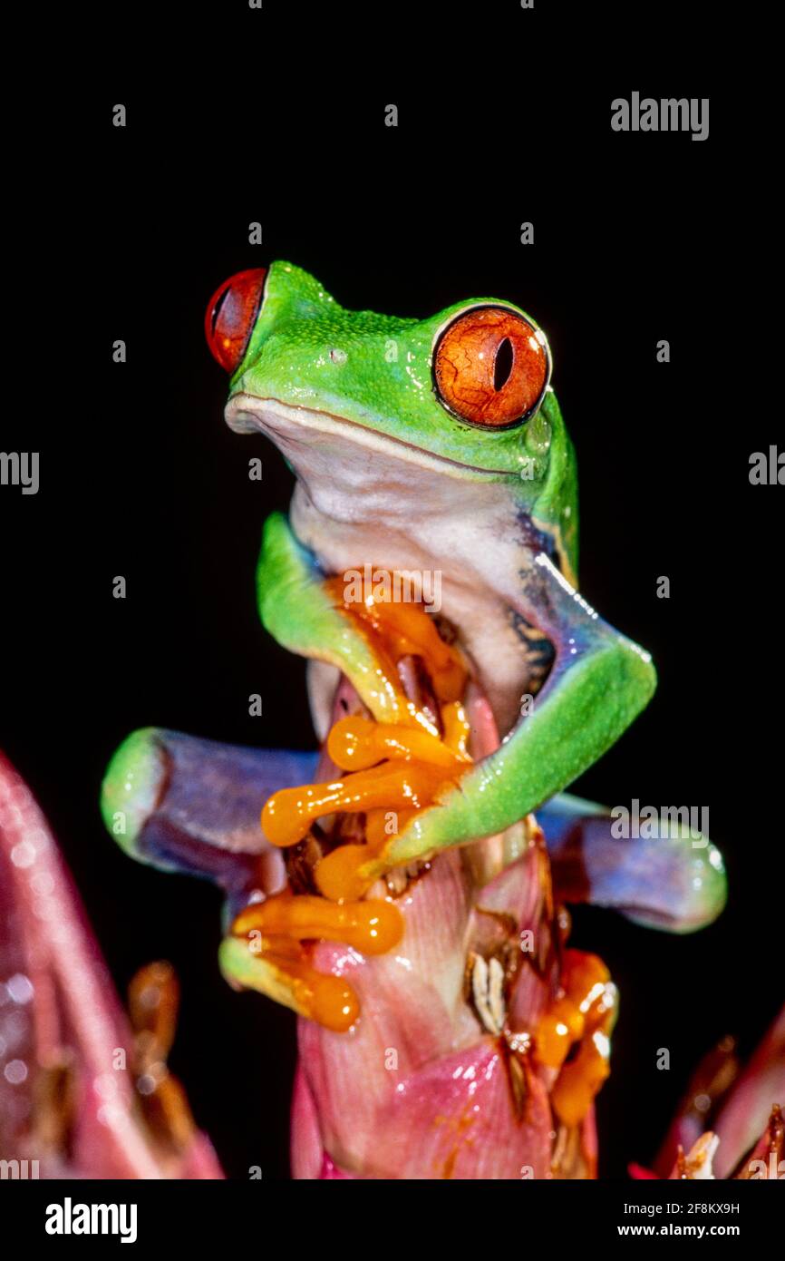 A Red-eyed Leaf Frog, Agalychnis callidryas, on a pink bromeliad ...