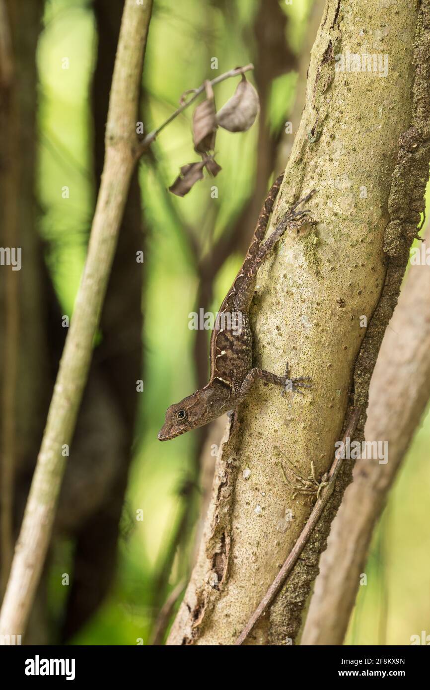 A Common Stout Anole, Audantia hispaniolae, on a tree trunk in the ...