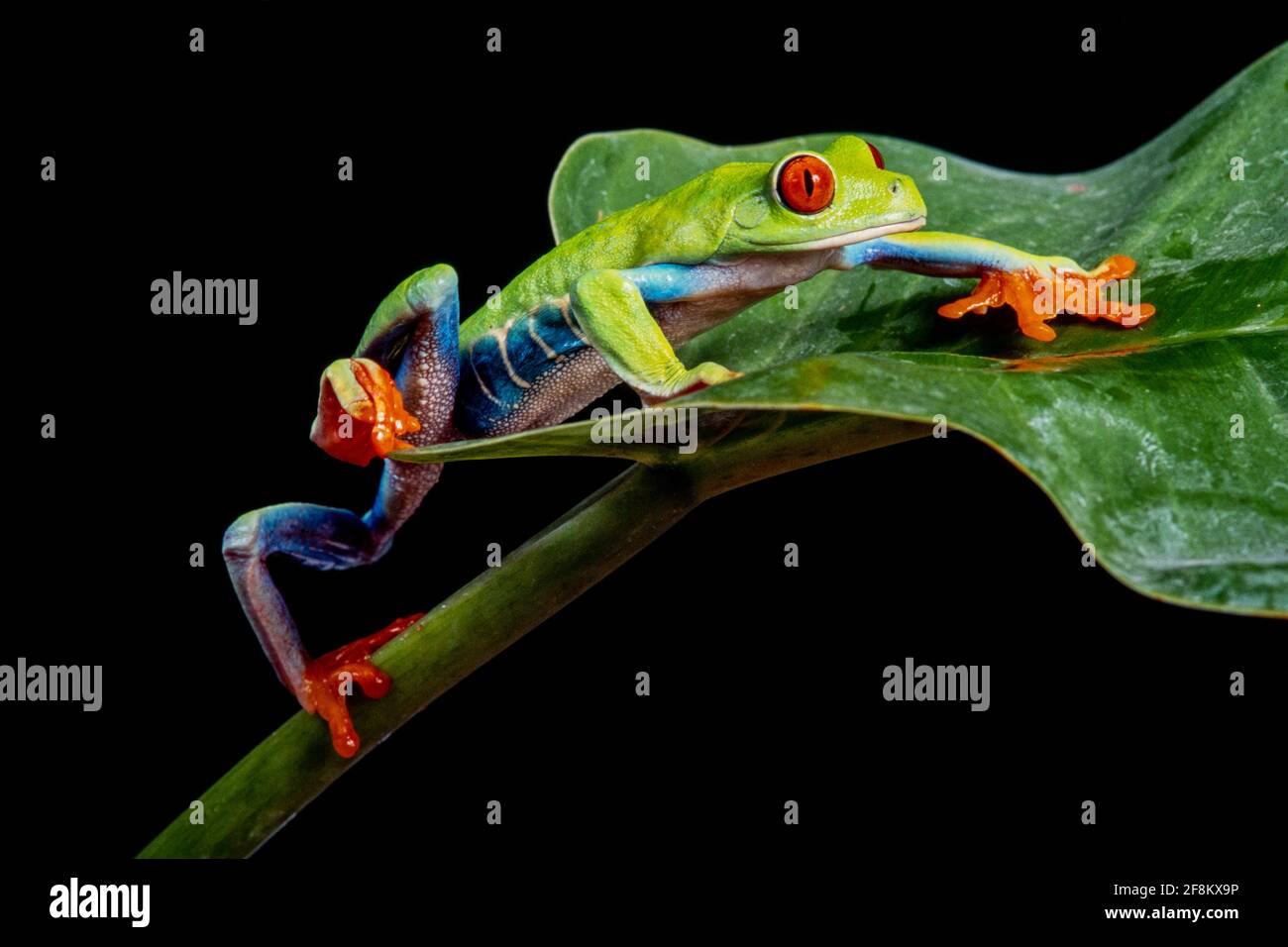 A Red-eyed Leaf Frog, Agalychnis callidryas, on a leaf. These frogs are ...
