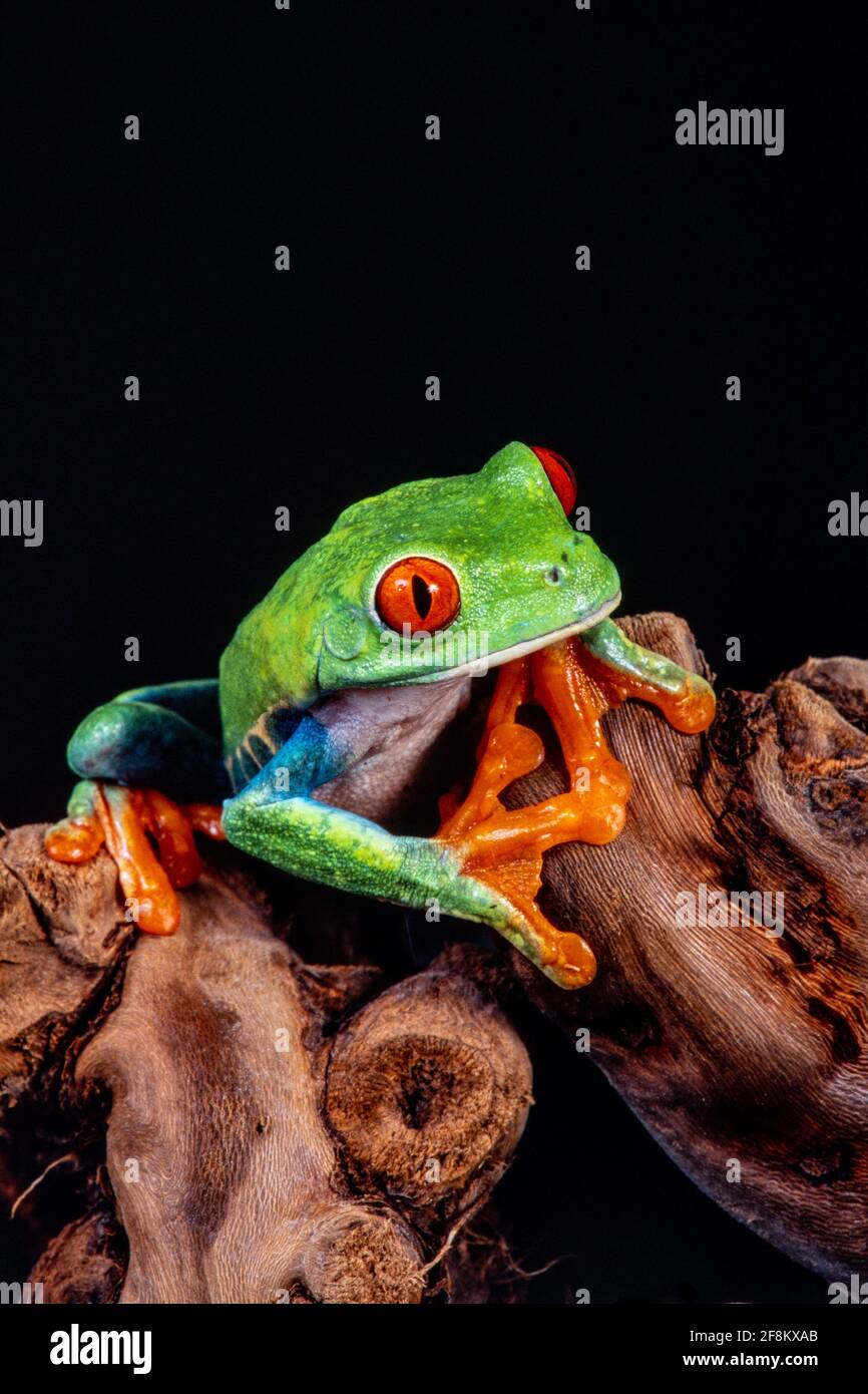 A Red-eyed Leaf Frog, Agalychnis callidryas. These frogs are primarily ...